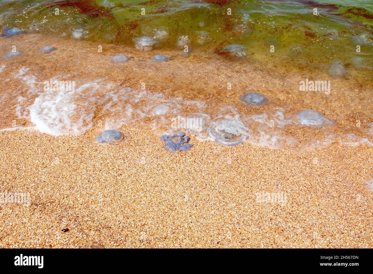 Summer evening on a beach of Azov Sea Stock Photo - Alamy