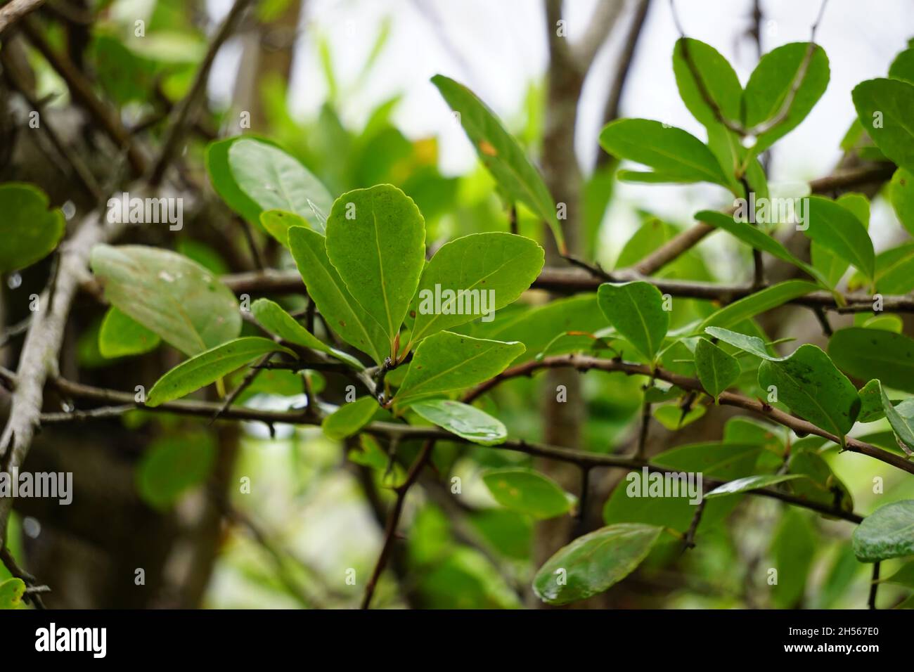 Thorny tree hi-res stock photography and images - Alamy
