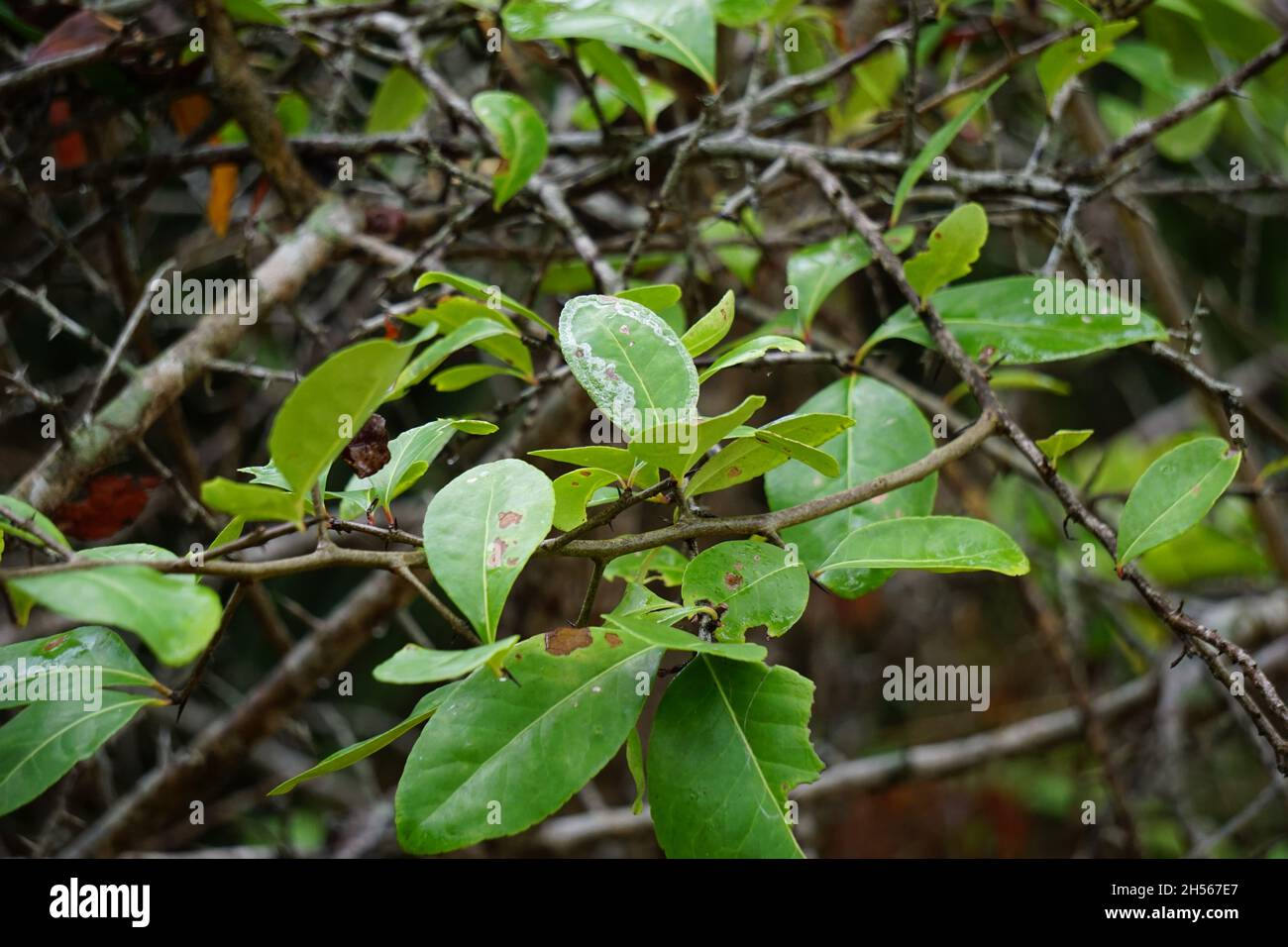 Wildland background hi-res stock photography and images - Alamy