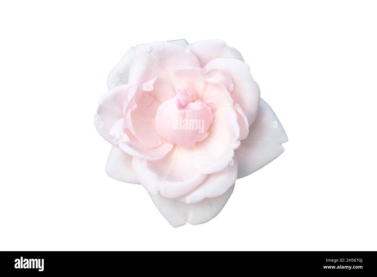 Fully open rose hi-res stock photography and images - Alamy