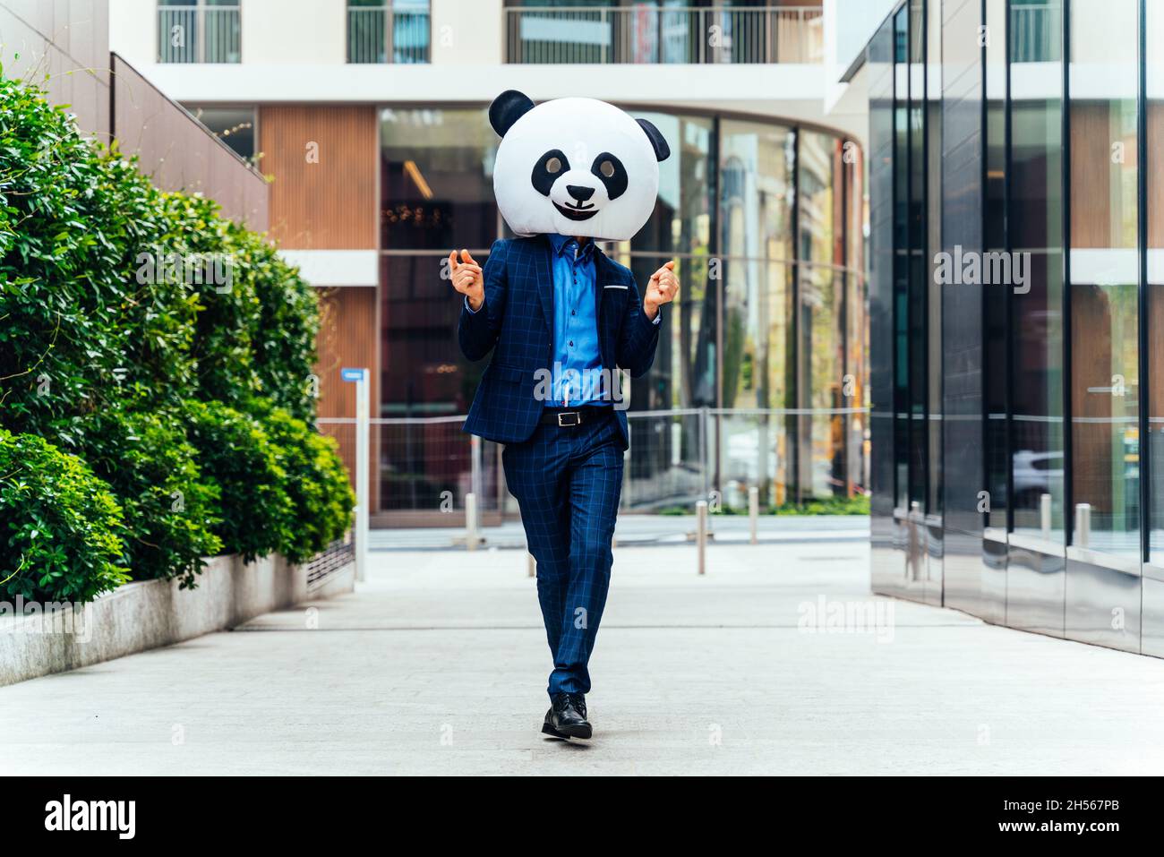 Storytelling image of a business man wearing a giant panda head Stock ...