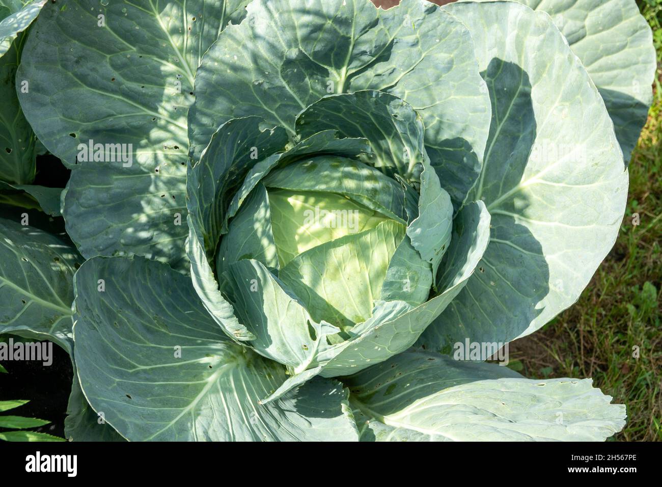 Modern farming cabbage hi-res stock photography and images - Alamy