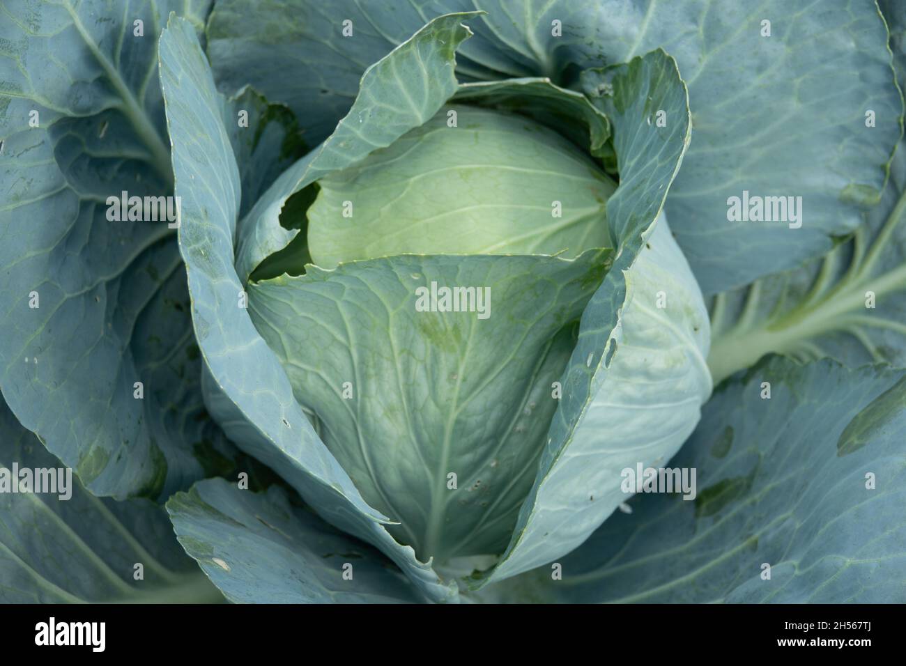 Modern farming cabbage hi-res stock photography and images - Alamy