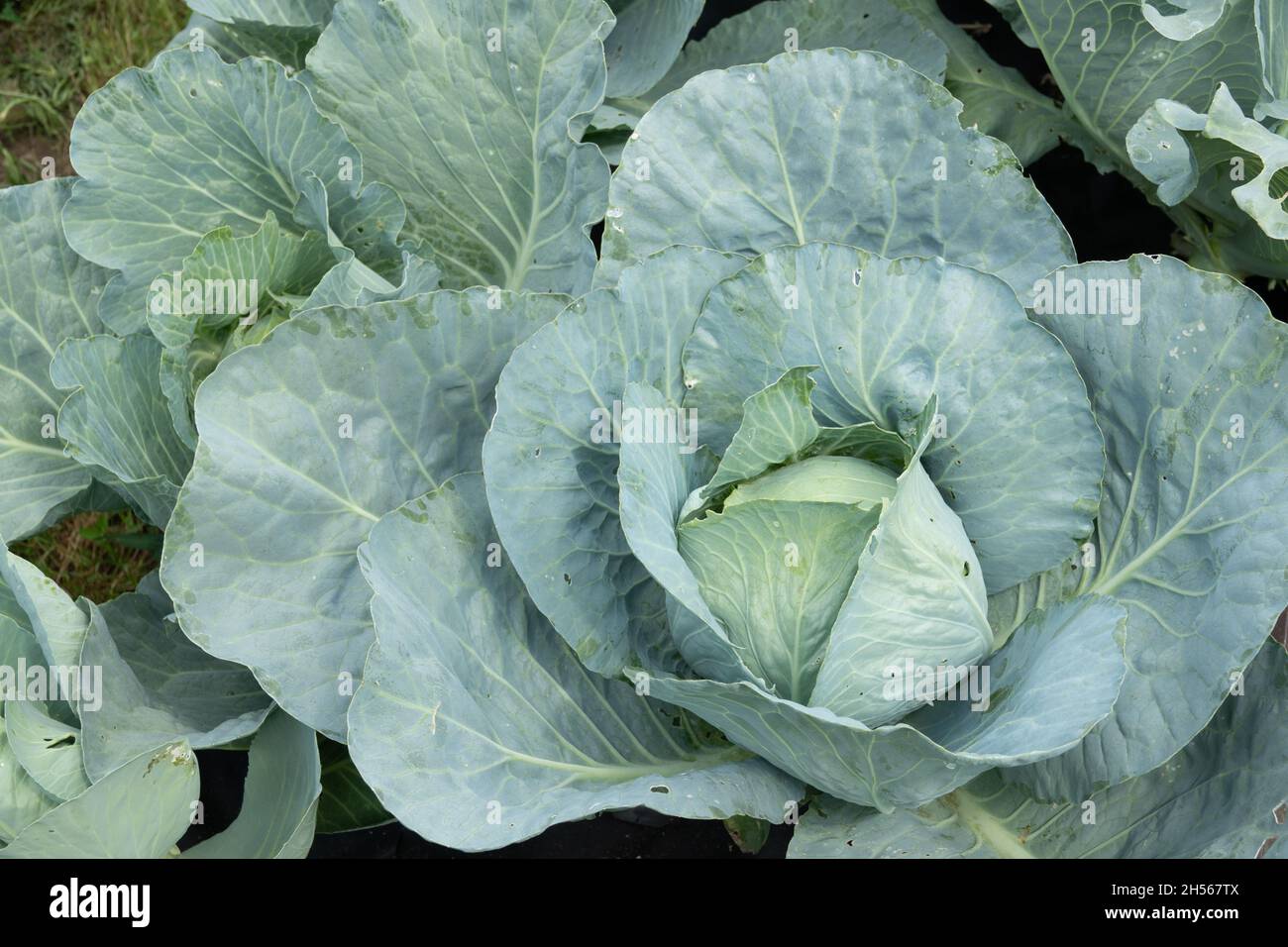 Modern farming cabbage hi-res stock photography and images - Alamy