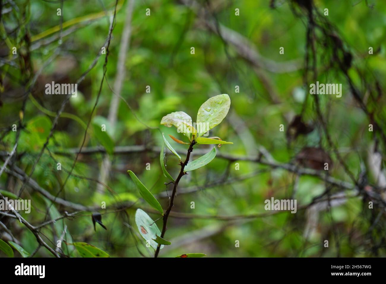Thorny tree with a natural background Stock Photo - Alamy