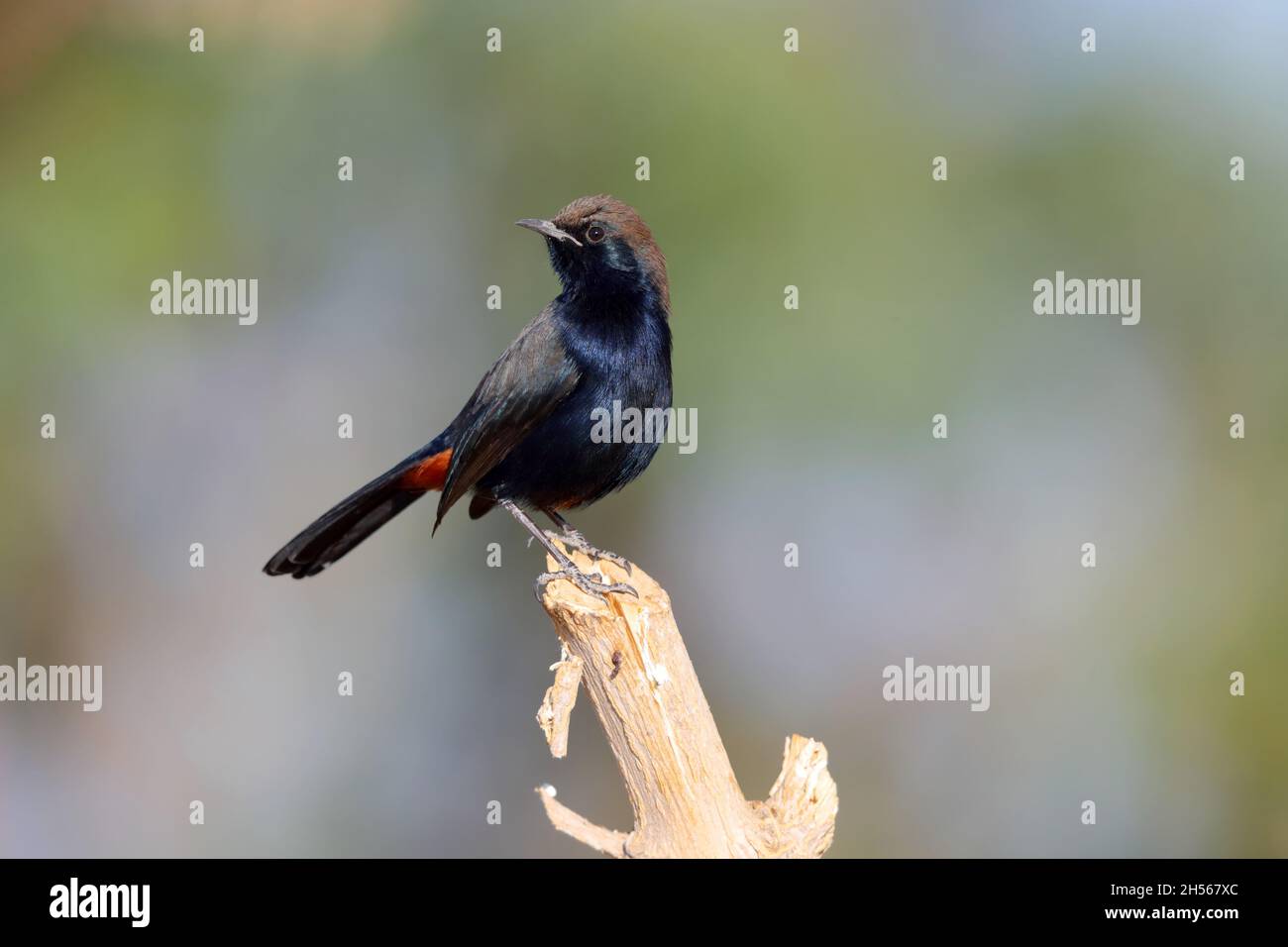 A male Indian Robin or Indian Black Robin (Copsychus fulicatus ...