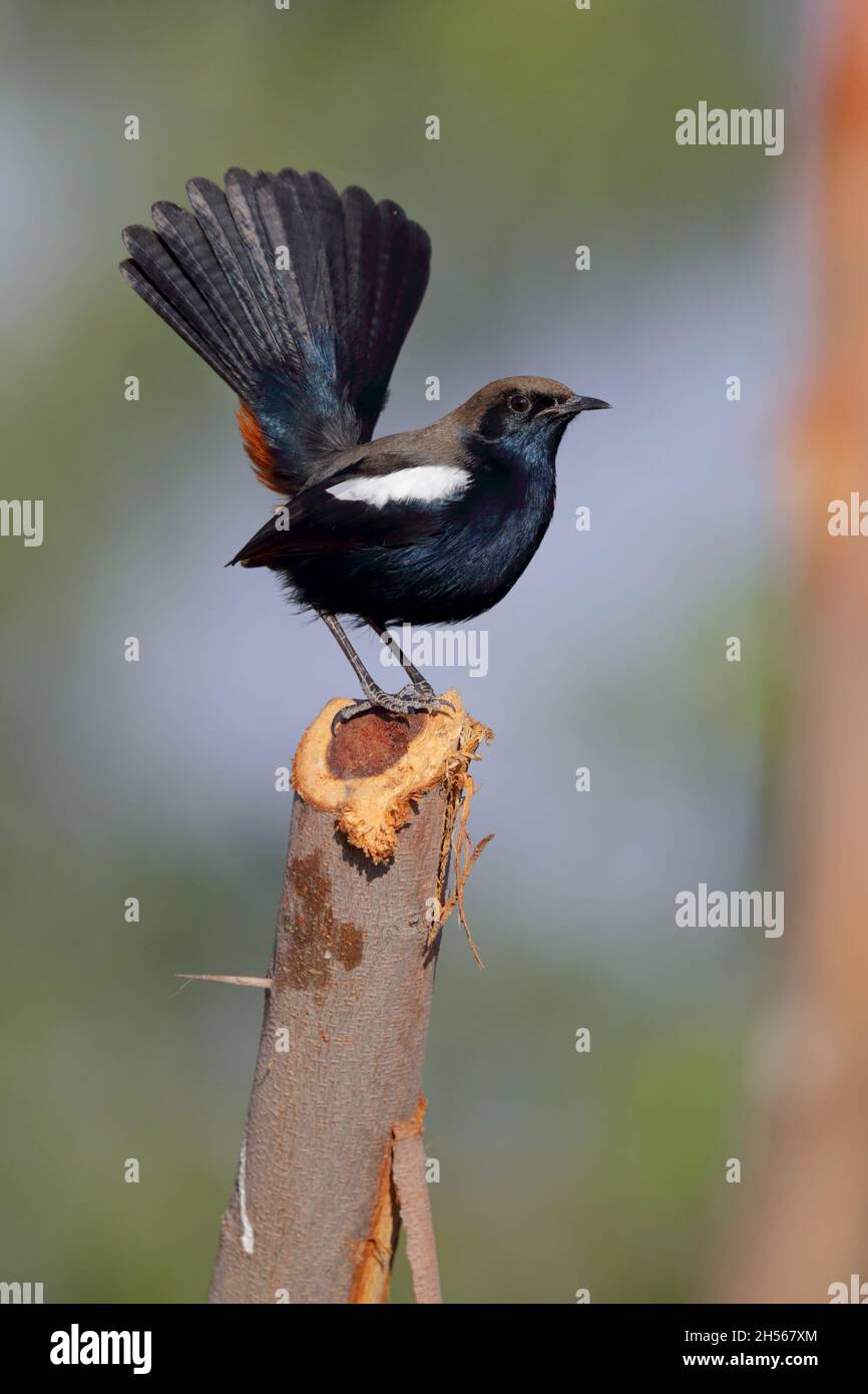Displaying male indian robin hi-res stock photography and images - Alamy