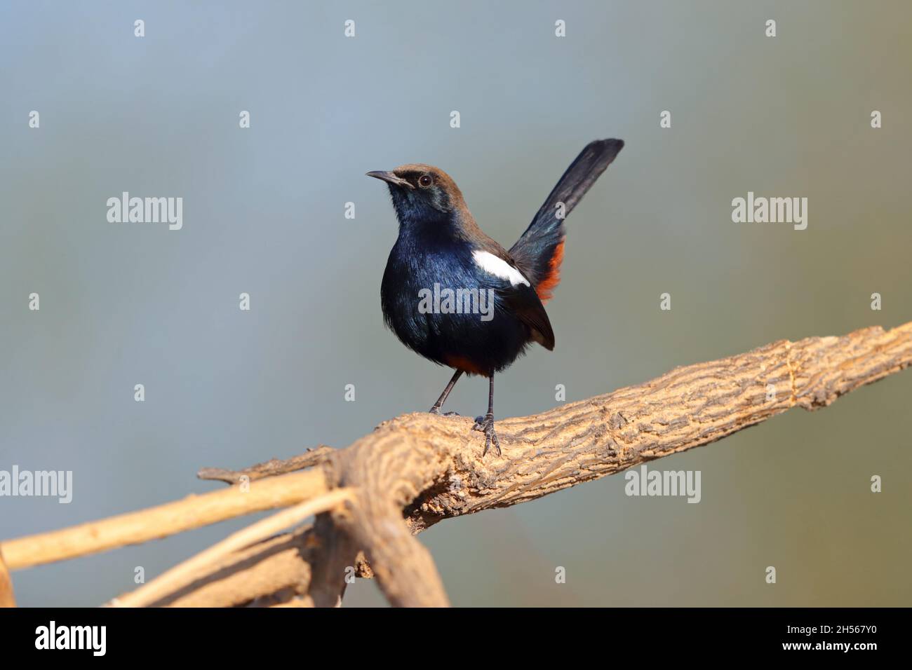 Displaying male indian robin hi-res stock photography and images - Alamy