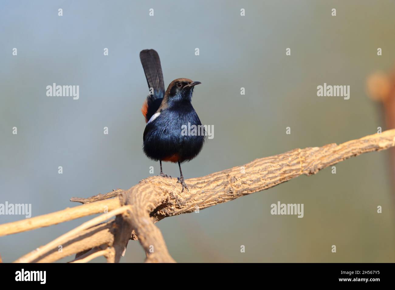 A singing/displaying male Indian Robin or Indian Black Robin of the ...