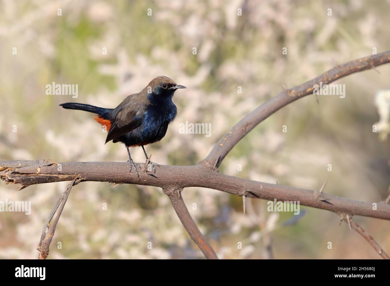 A male Indian Robin or Indian Black Robin (Copsychus fulicatus ...