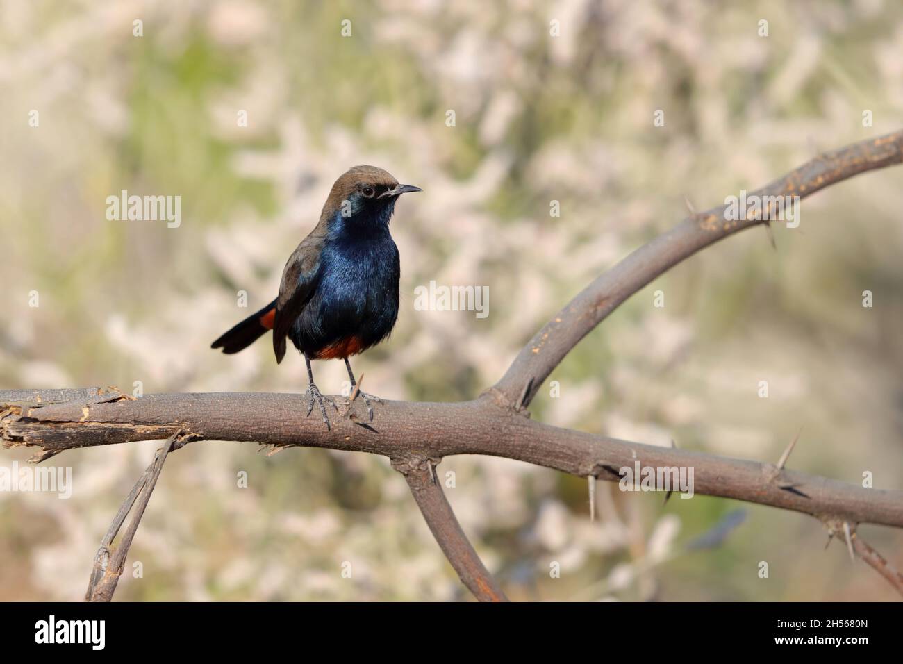A male Indian Robin or Indian Black Robin (Copsychus fulicatus ...