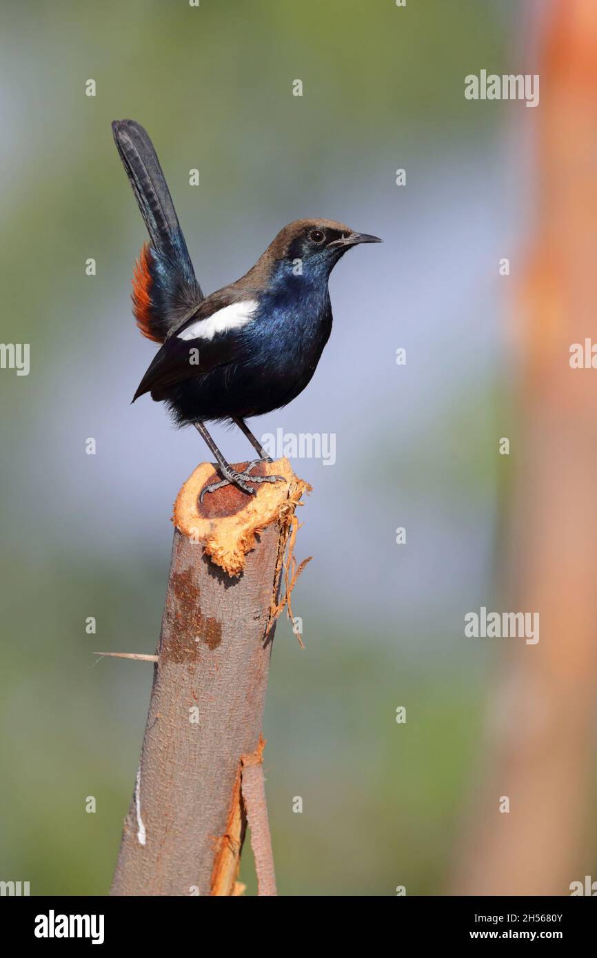 A singing/displaying male Indian Robin or Indian Black Robin of the ...