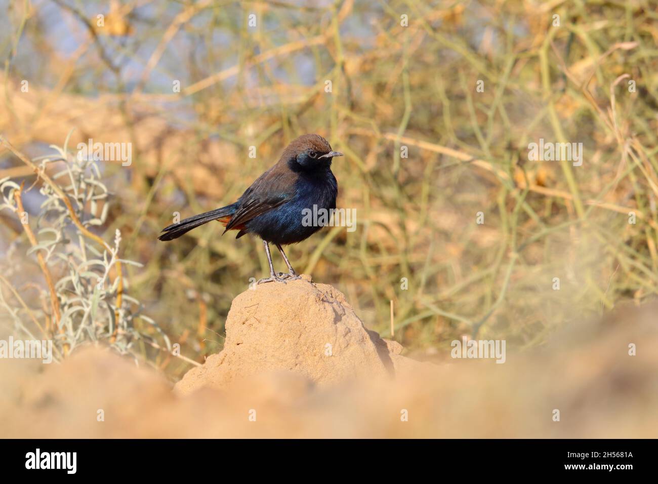 A male Indian Robin or Indian Black Robin (Copsychus fulicatus ...