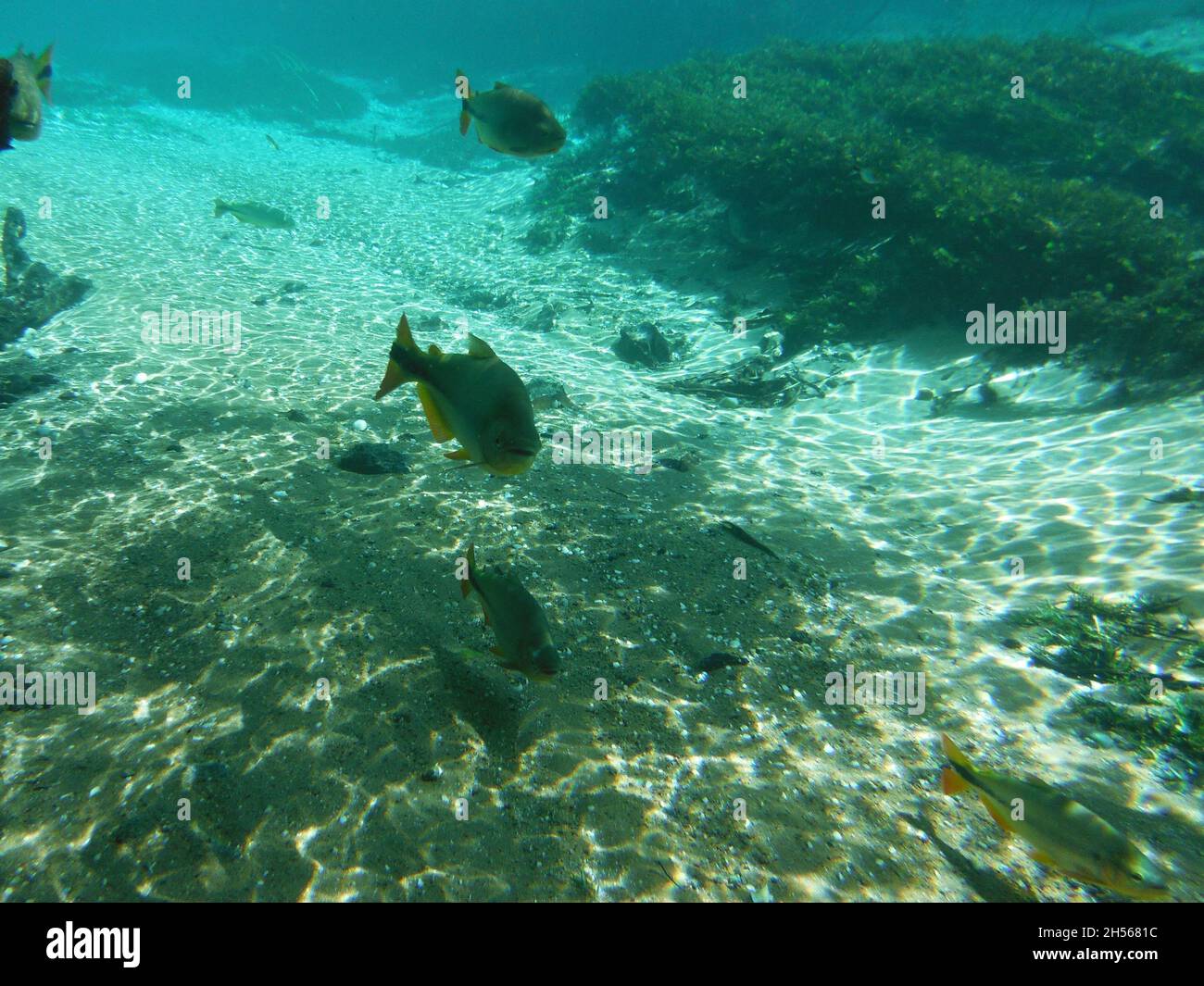 Clear water, group of fish swimming in the river. View into the water ...