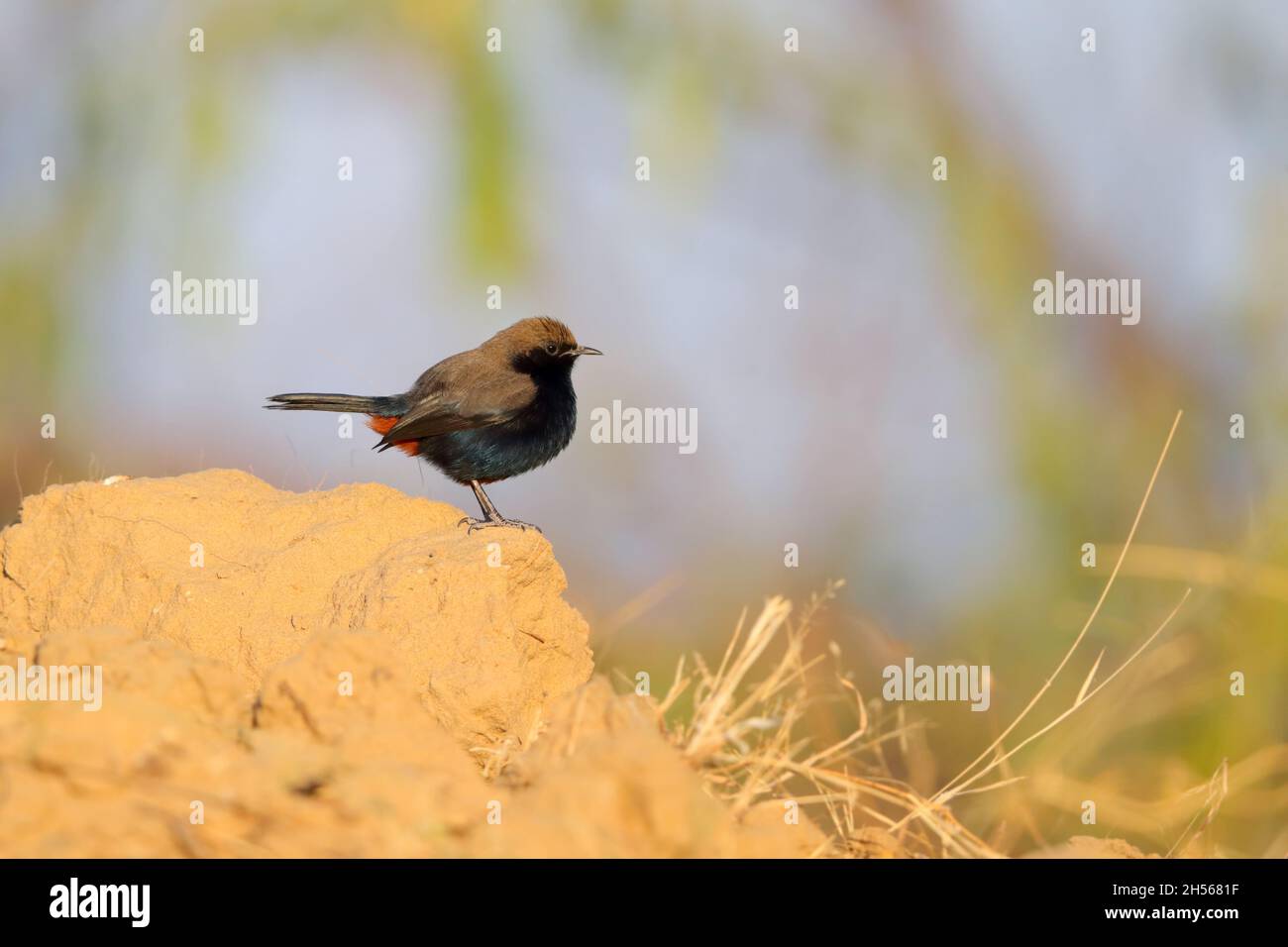 A male Indian Robin or Indian Black Robin (Copsychus fulicatus ...