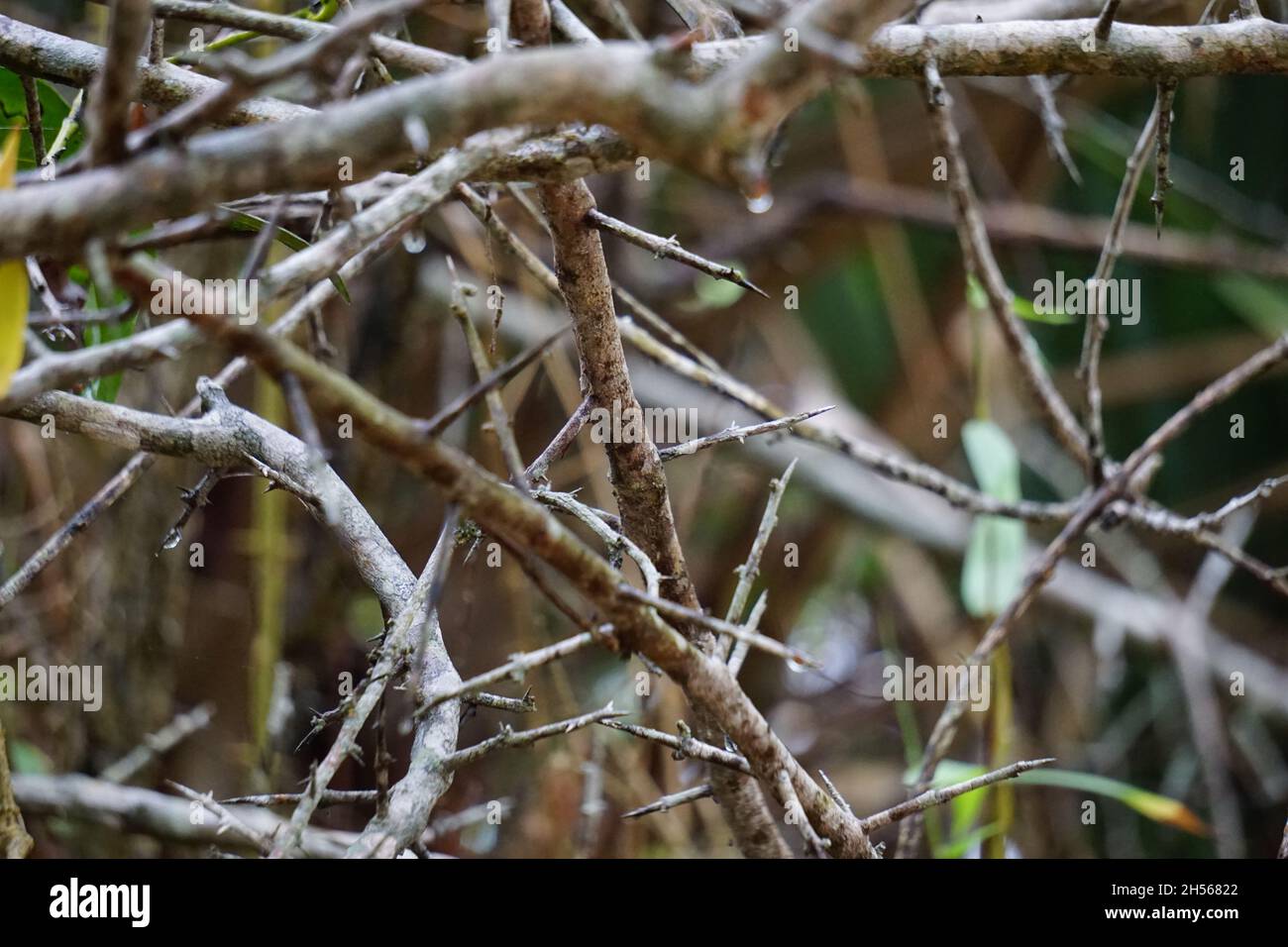 Thorny tree with a natural background Stock Photo - Alamy