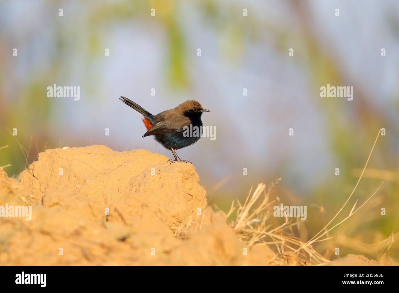 A male Indian Robin or Indian Black Robin (Copsychus fulicatus ...