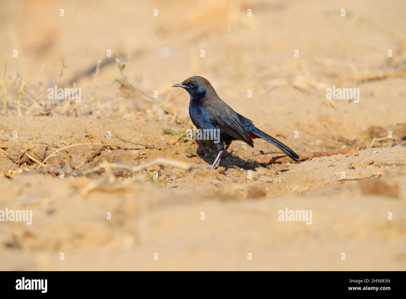 A male Indian Robin or Indian Black Robin (Copsychus fulicatus ...