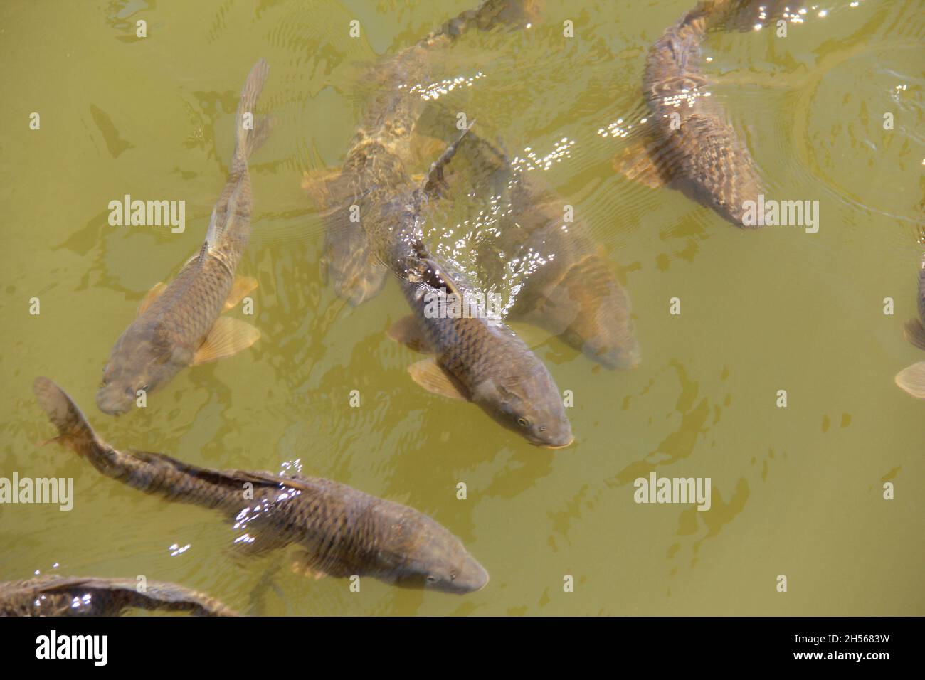 School of fish, view from the surface of a lake, in Bonito Mato Grosso ...