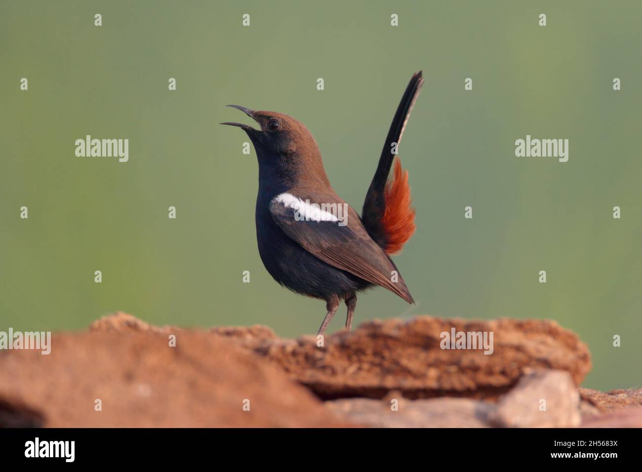 A singing/displaying male Indian Robin or Indian Black Robin of the ...