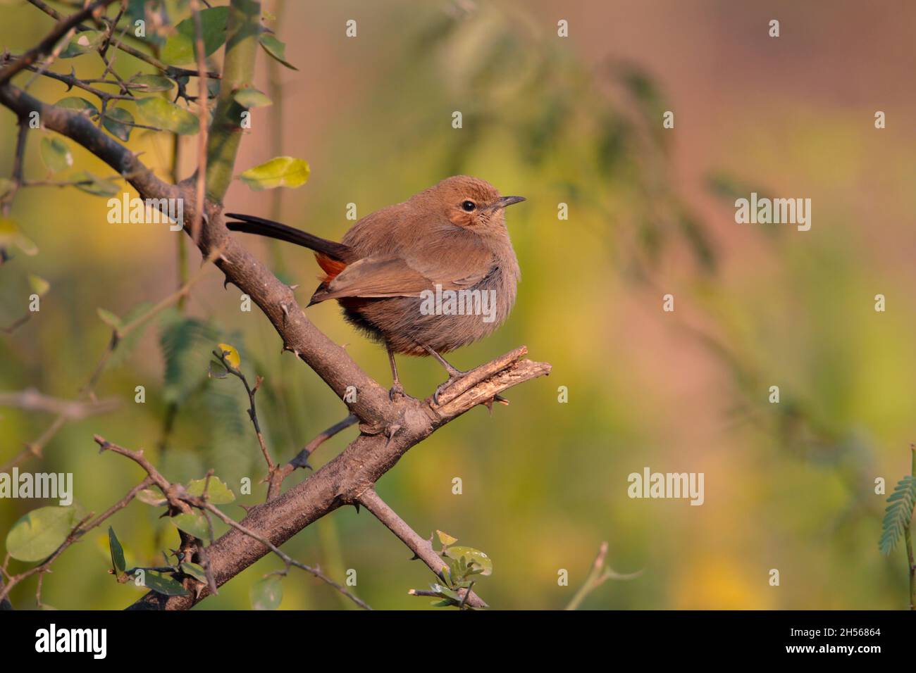 Female robin hi-res stock photography and images - Alamy