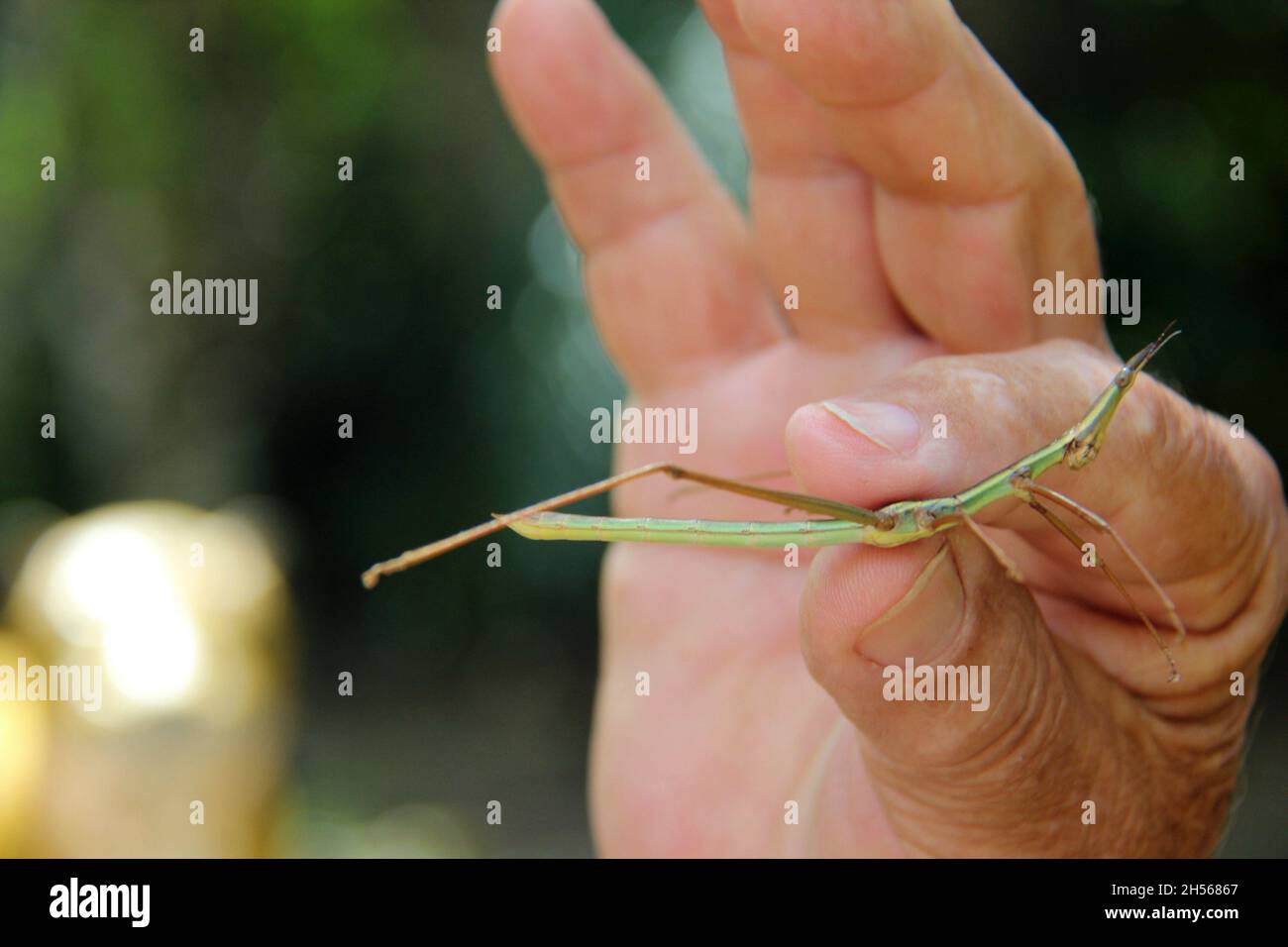 Natura textures hi-res stock photography and images - Alamy