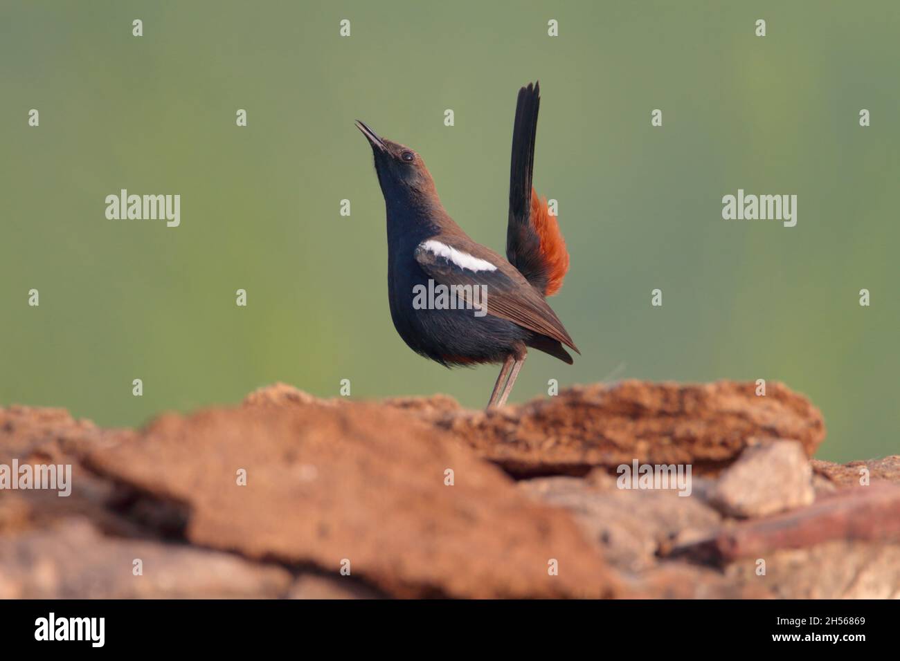 A singing/displaying male Indian Robin or Indian Black Robin of the ...