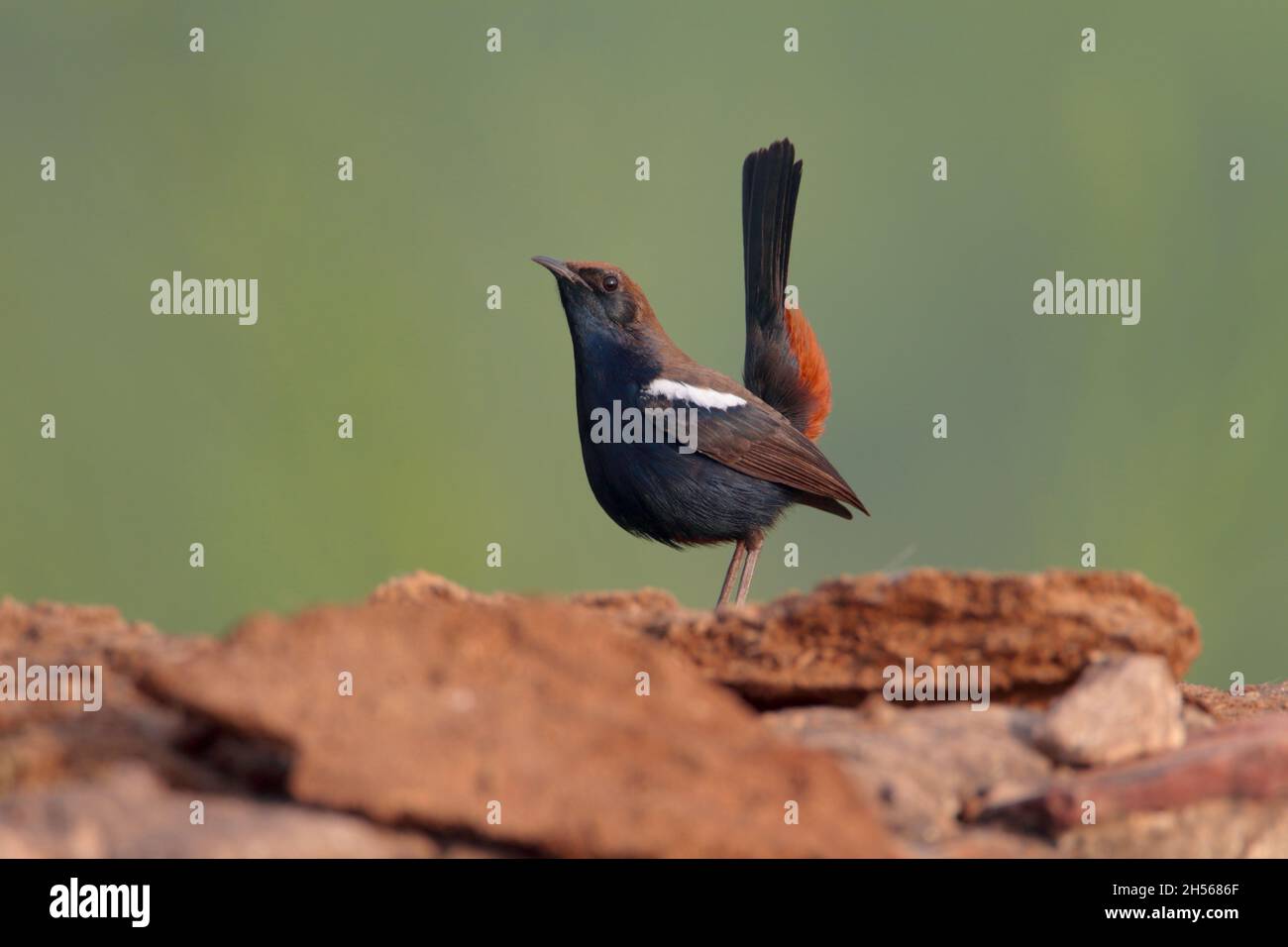 A singing/displaying male Indian Robin or Indian Black Robin of the ...