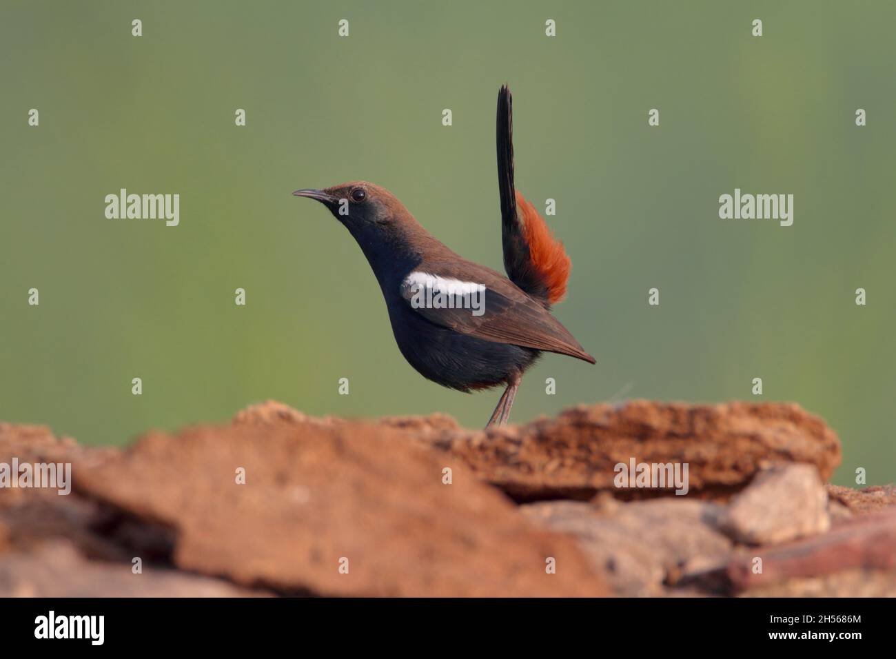 A singing/displaying male Indian Robin or Indian Black Robin of the ...