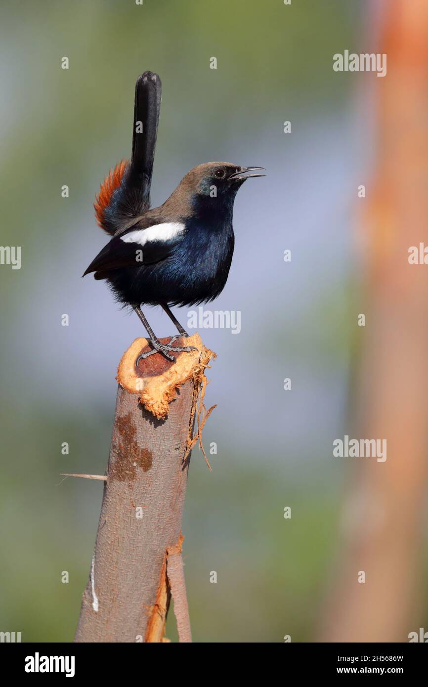 Singing male indian robin hi-res stock photography and images - Alamy
