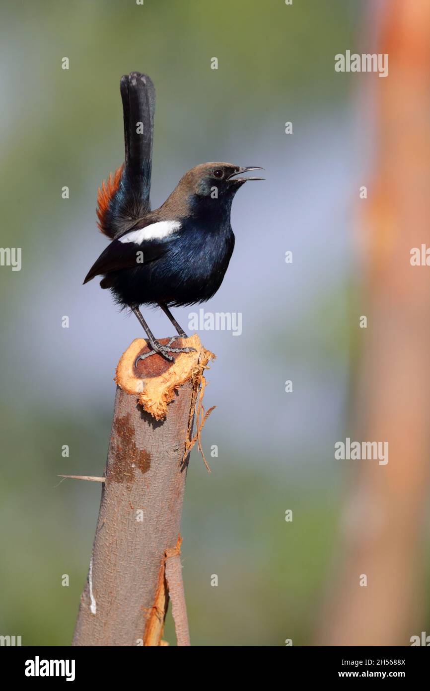 A singing/displaying male Indian Robin or Indian Black Robin of the ...