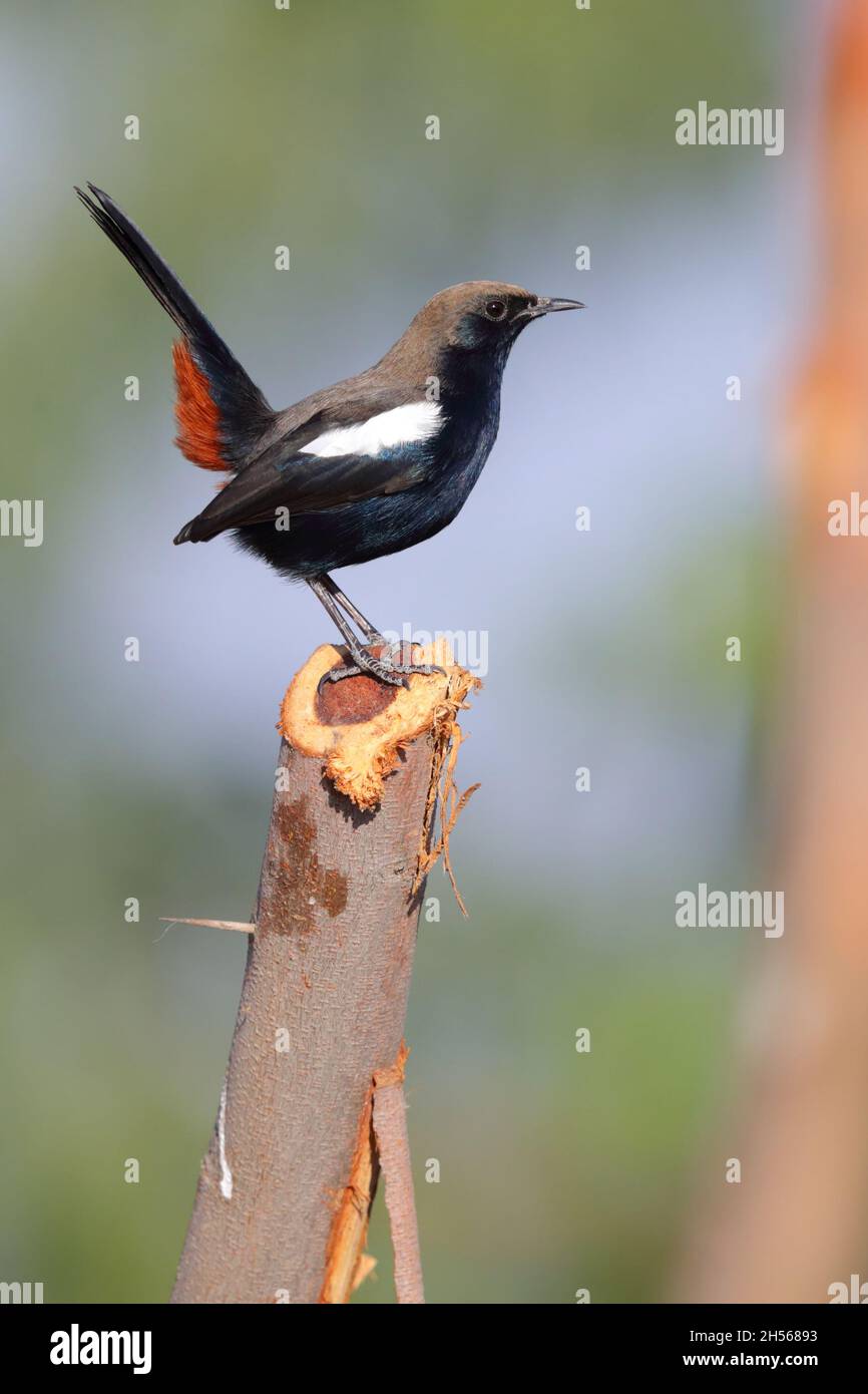 Singing male indian robin hi-res stock photography and images - Alamy
