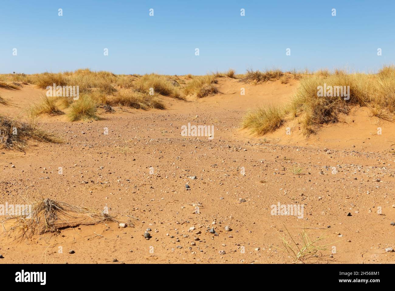Grass plant desert sahara hi-res stock photography and images - Alamy