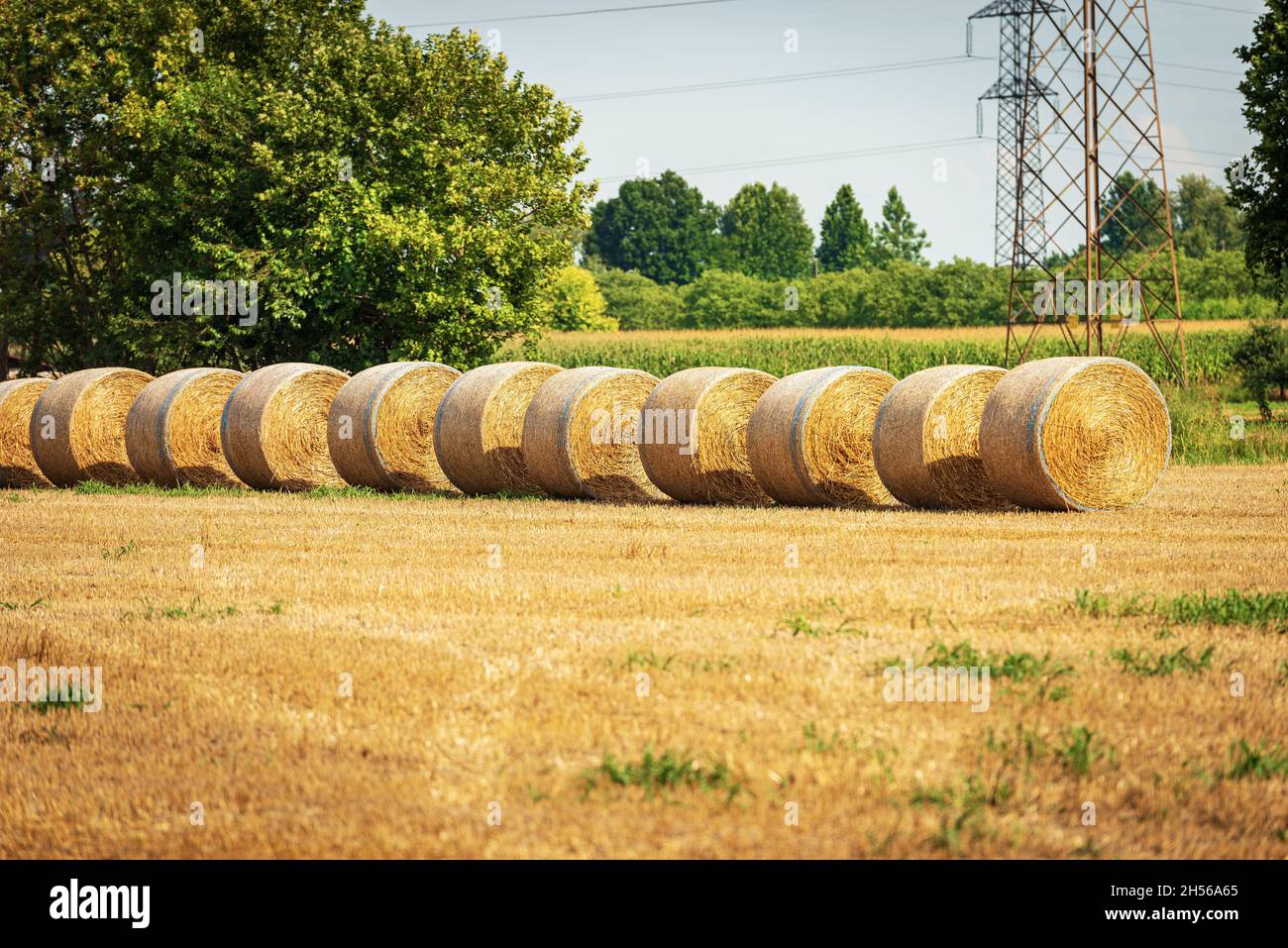 Row of golden hay bales in a sunny summer day with green trees on ...