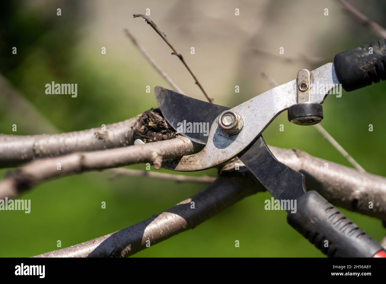 A gardener is cutting tree branches with a big pruner Stock Photo - Alamy