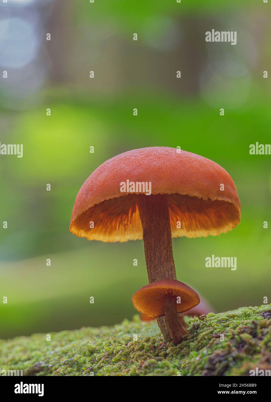 Wild enoki mushrooms - Flammulina Velutipes, two mushrooms growing in ...