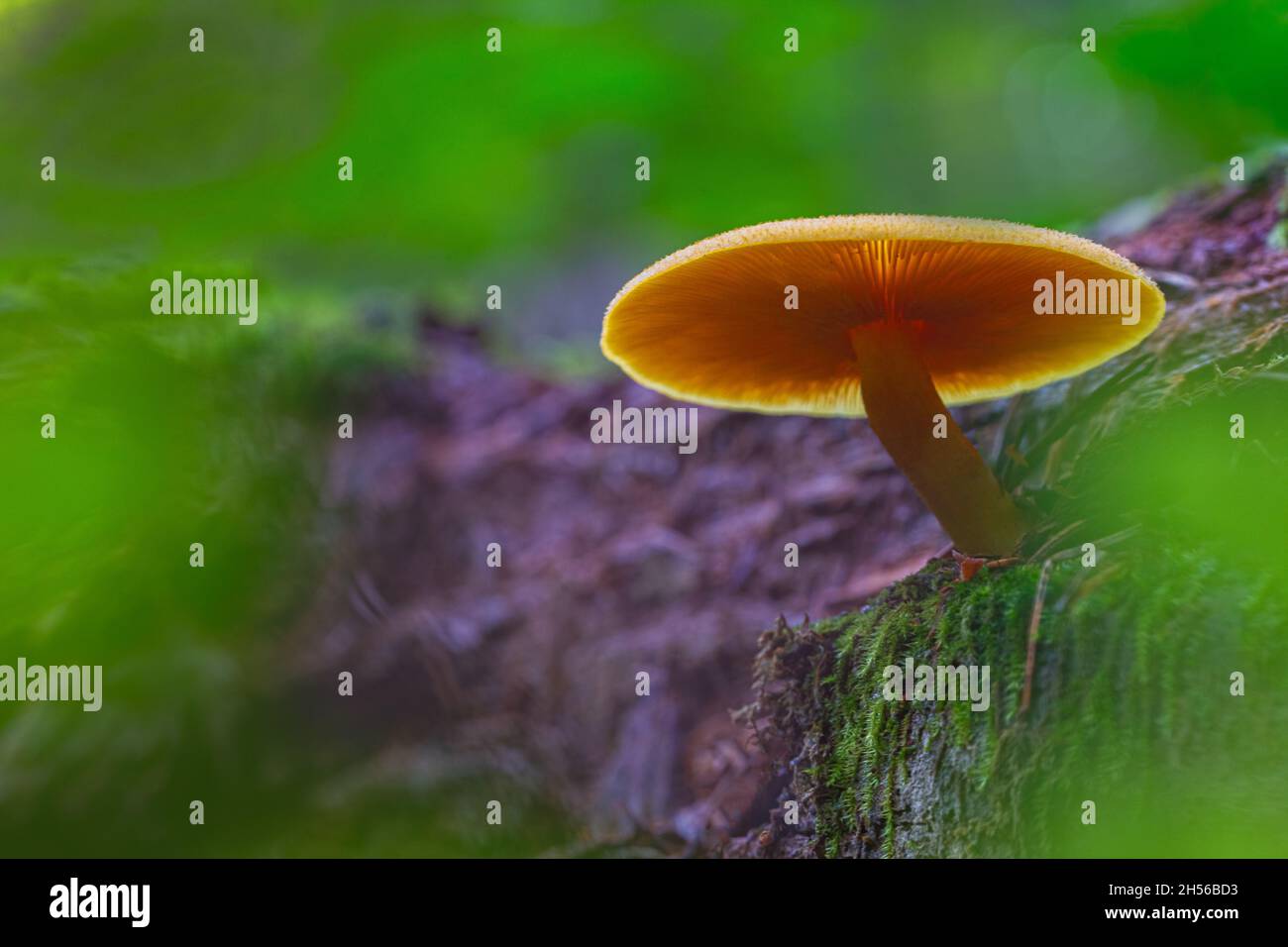 Wild enokitake hi-res stock photography and images - Alamy