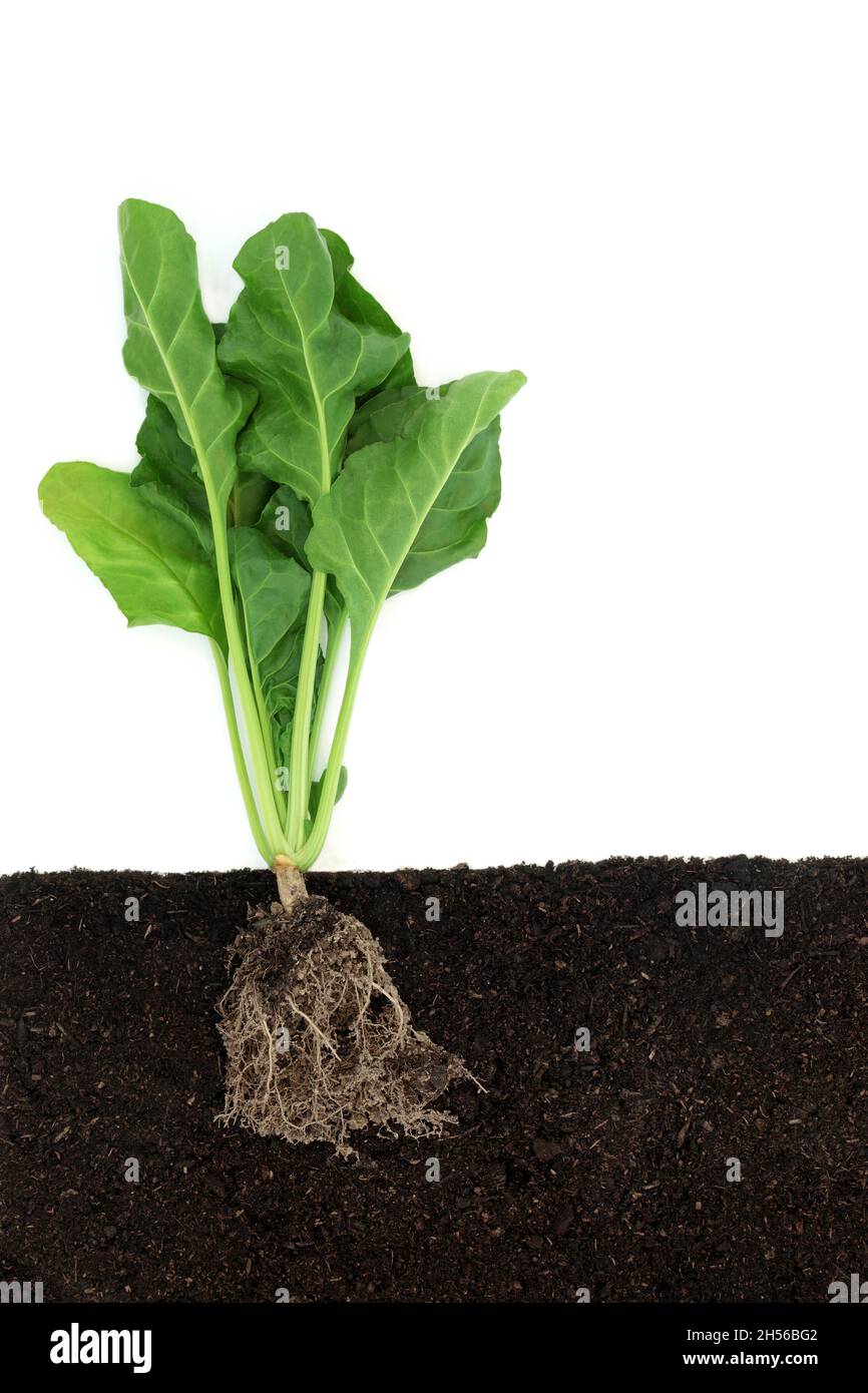Organic spinach plant growing in earth, cross section view. Healthy ...