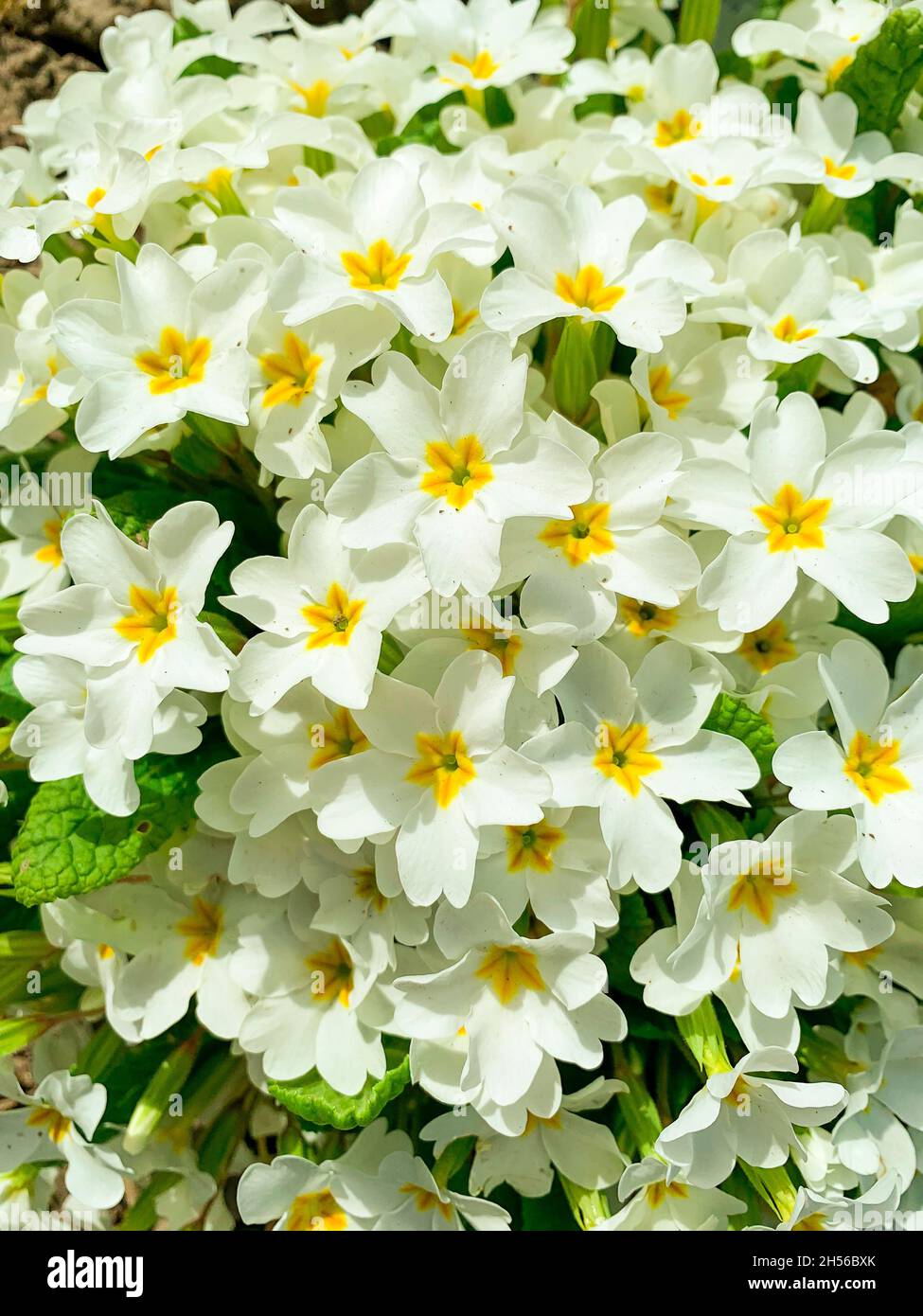 Texture, background of white flowers of primrose garden Stock Photo - Alamy
