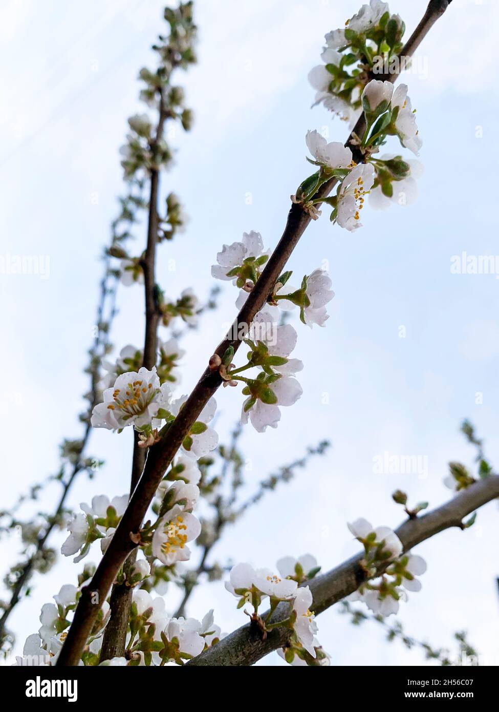 Branches of fruit trees blooming with white delicate flowers. Studio ...