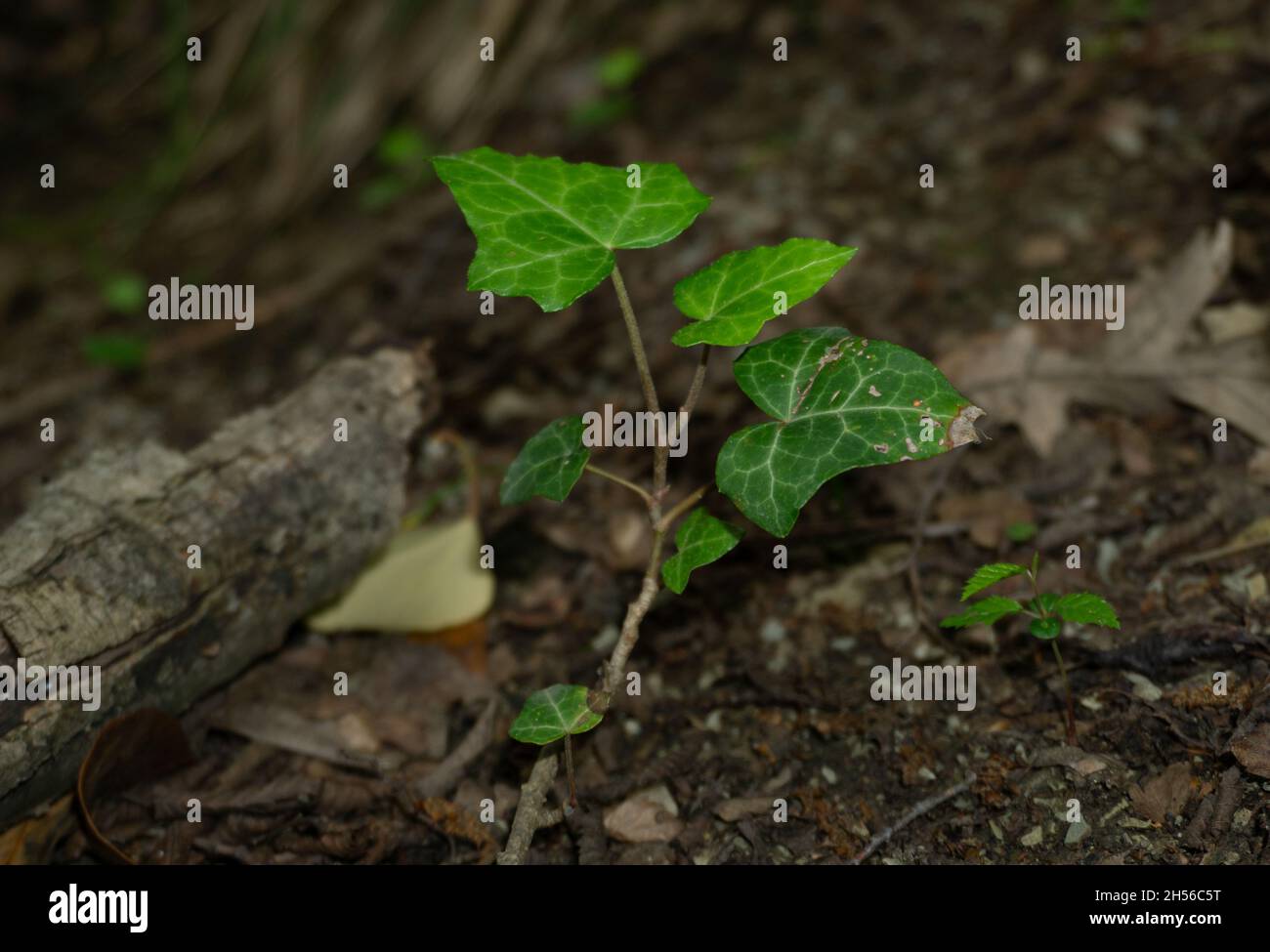 Common ivy grows on a street in southern Russia. Sochi, Lazarevskoe ...