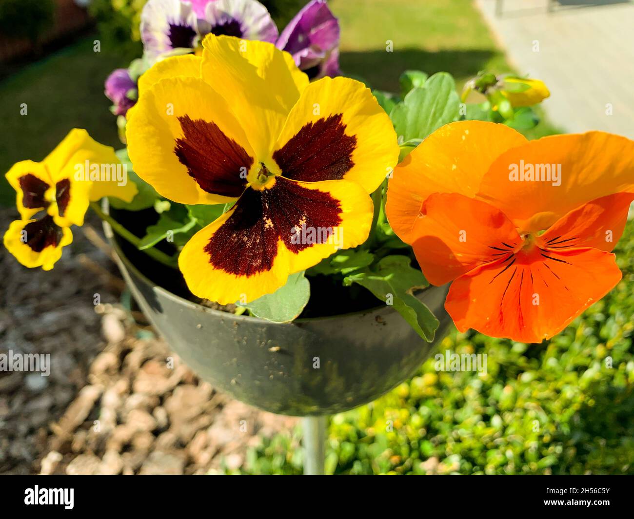 Viola tricolor grow in pot outdoors. studio photo Stock Photo - Alamy