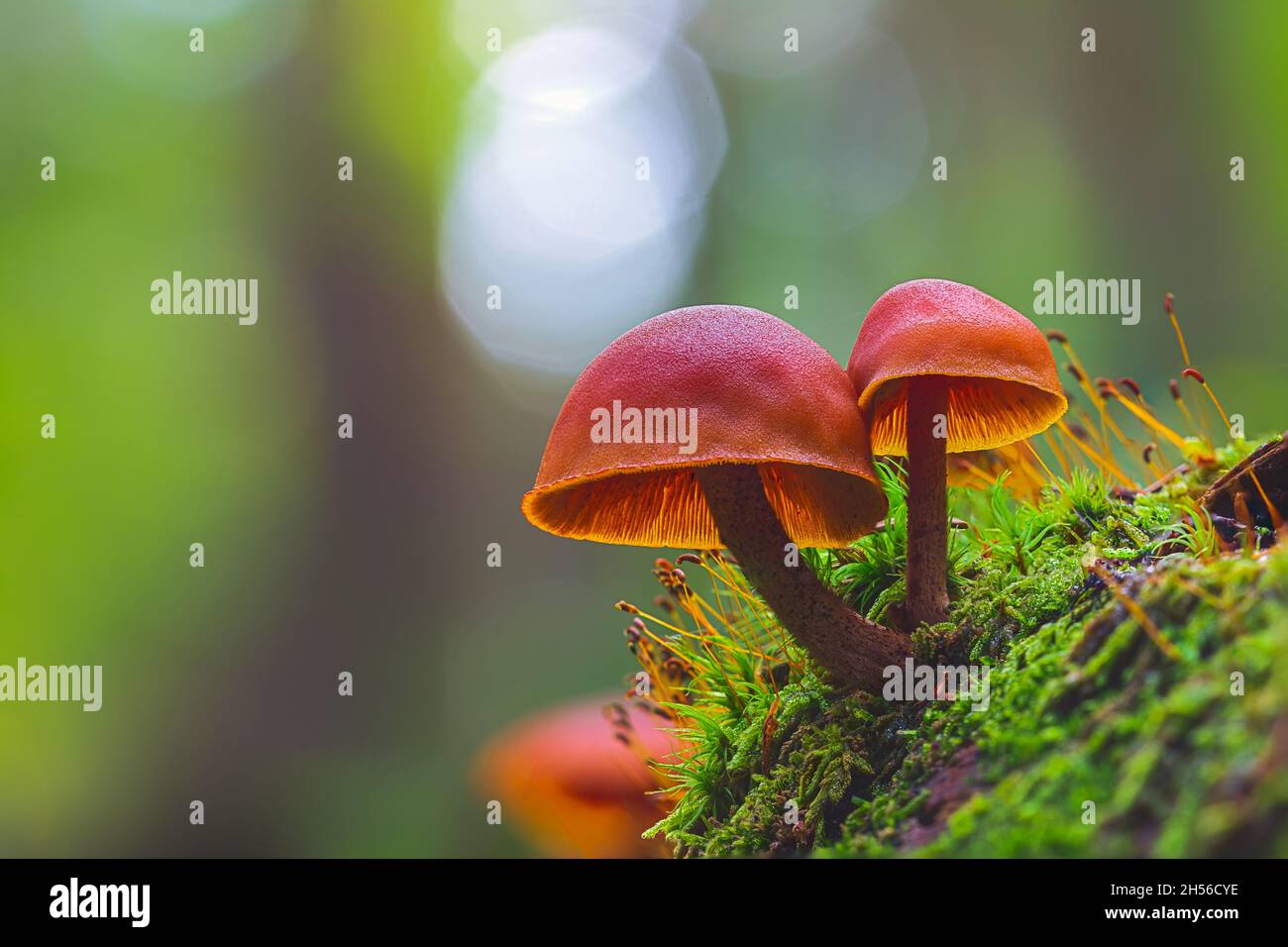The enoki tree hi-res stock photography and images - Alamy
