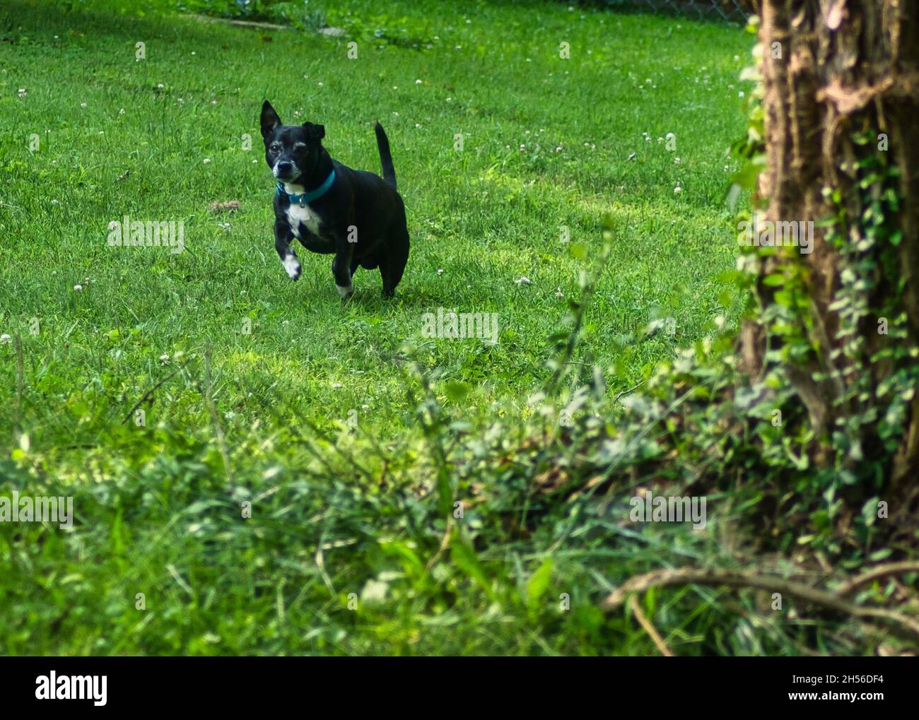 Dog at play in backyard Stock Photo - Alamy