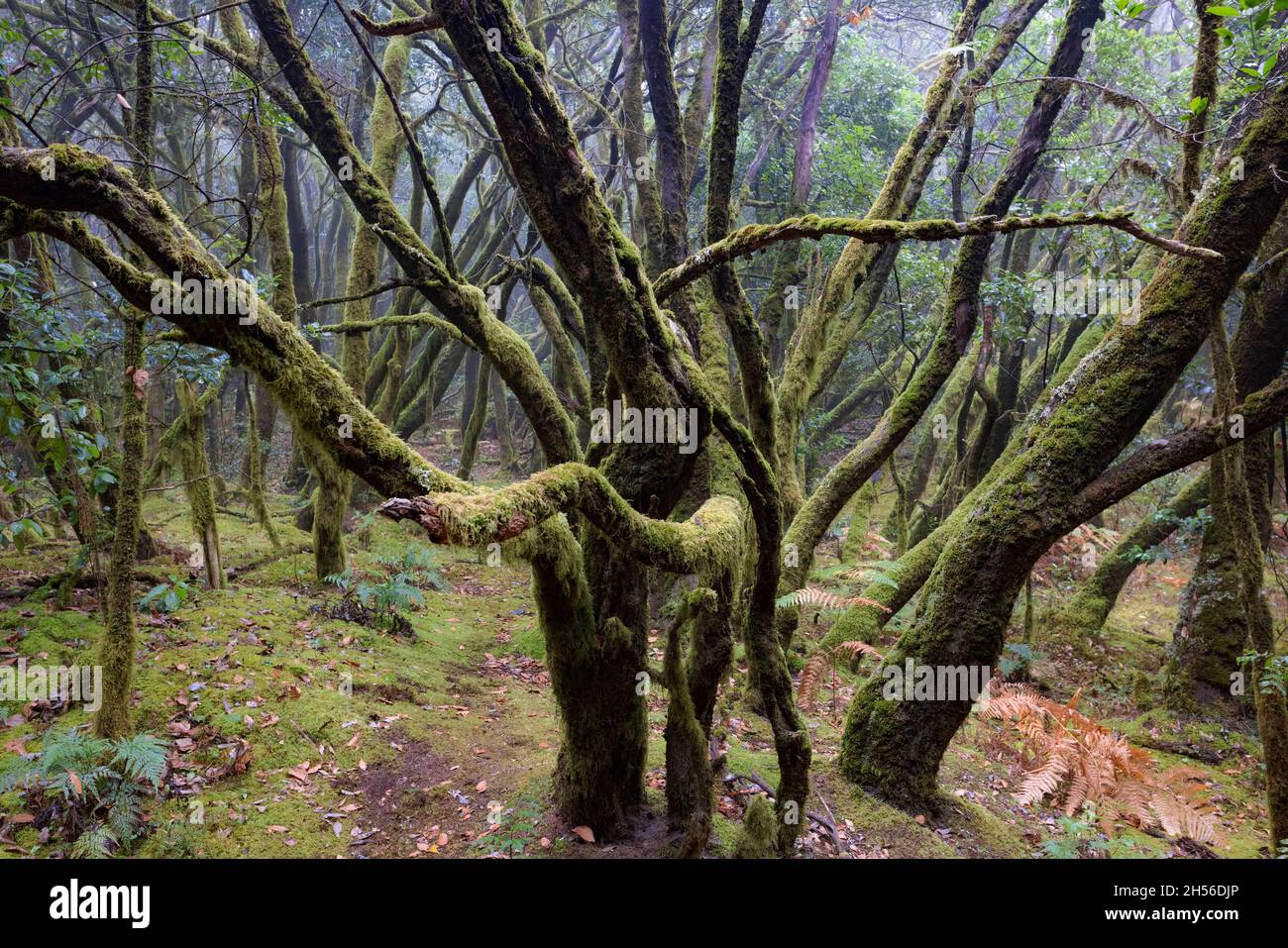 Laurel forest hi-res stock photography and images - Alamy