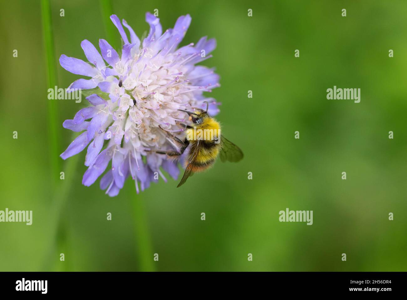 Bumblebee conservation hi-res stock photography and images - Alamy