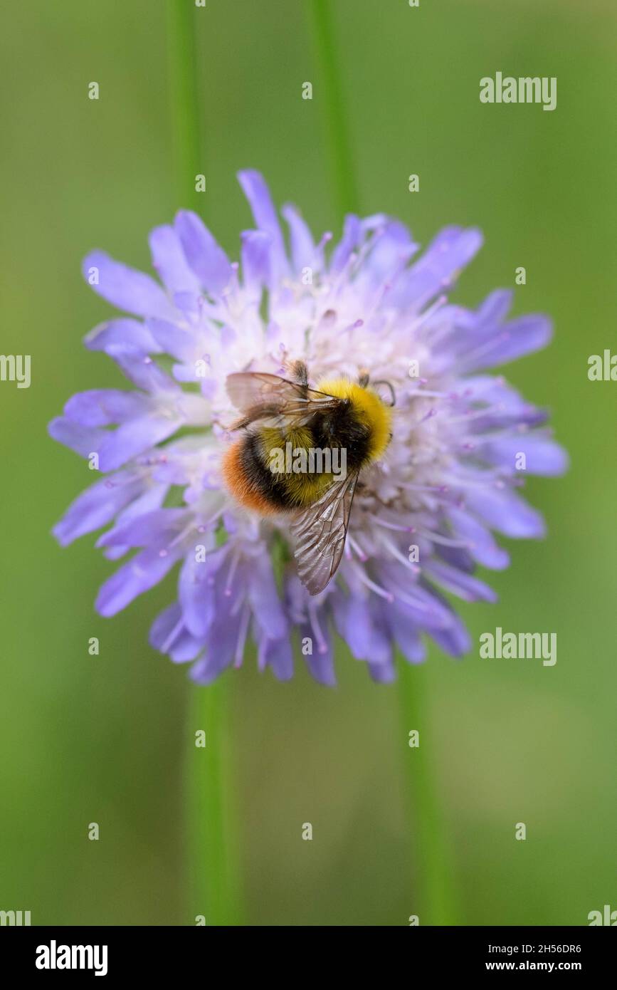 Bombus insecta hi-res stock photography and images - Alamy