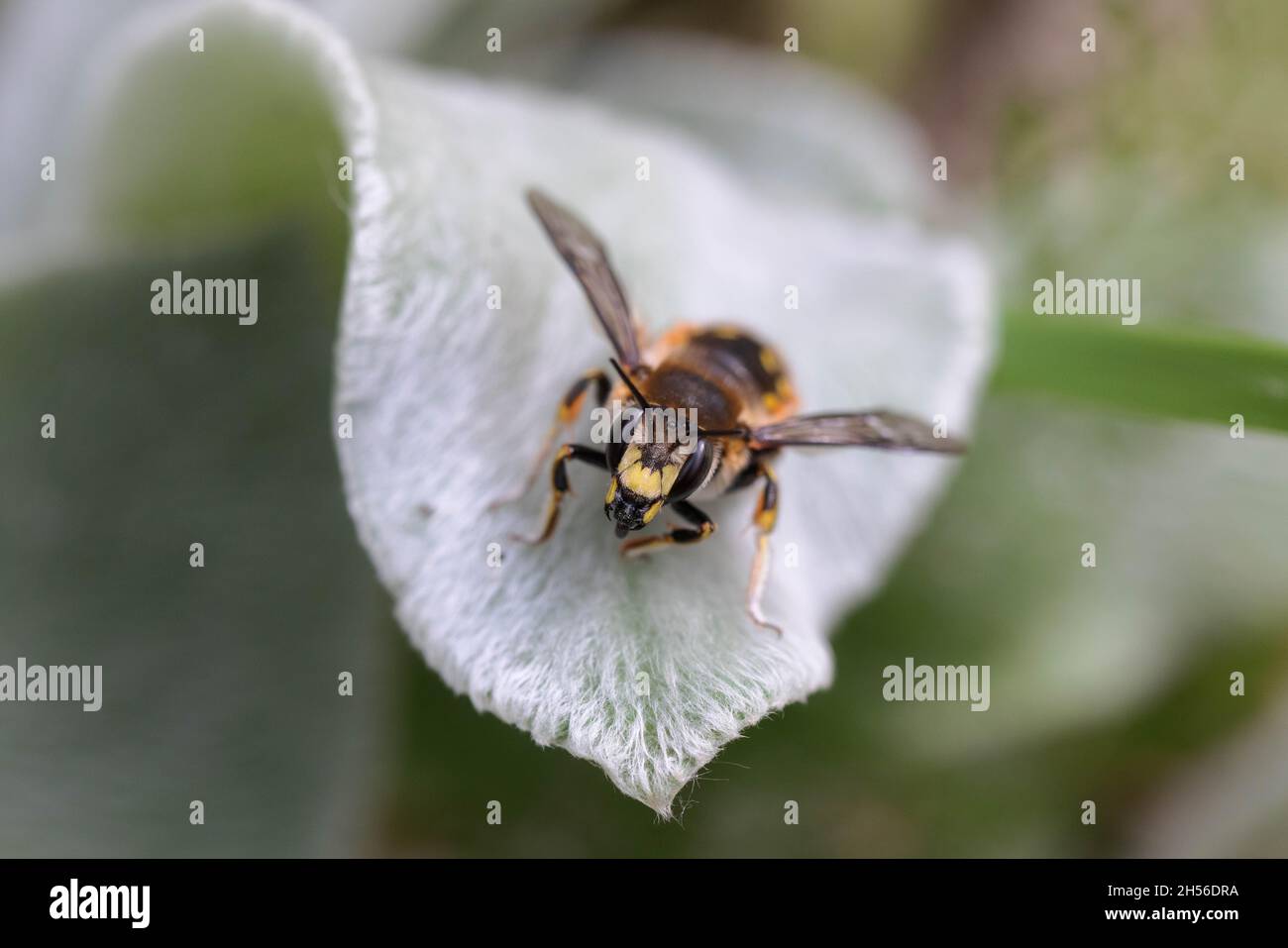 Anthidium manicatum, European wool carder bee Stock Photo - Alamy