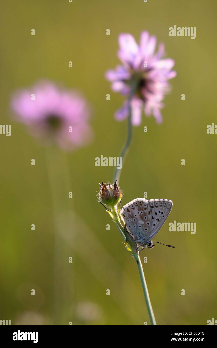 Common blue butterfly Stock Photo - Alamy