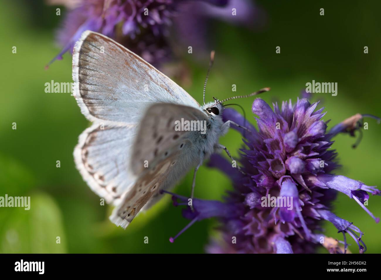 Common blue butterfly Stock Photo - Alamy